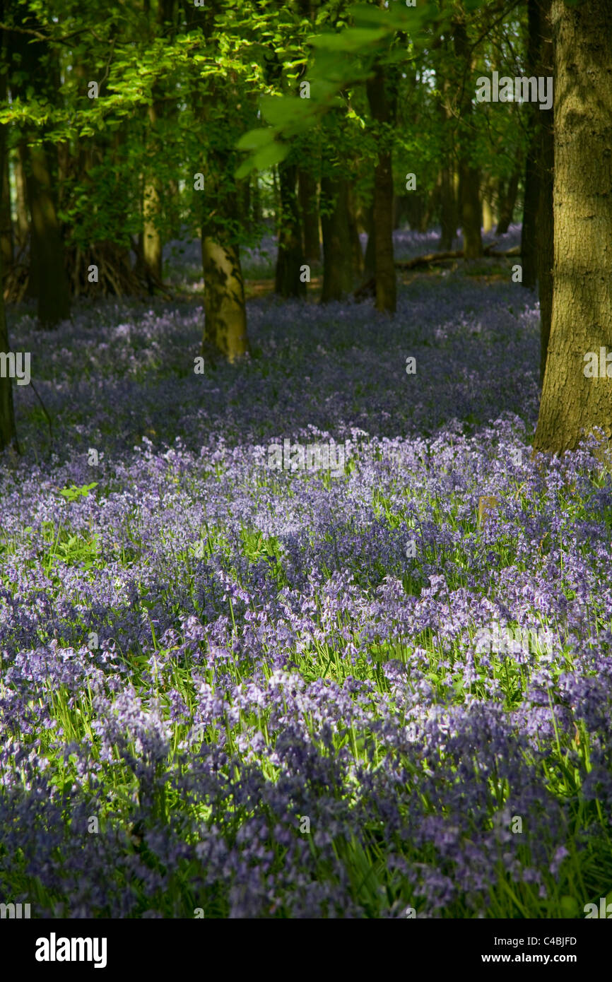 Bluebells forest, Berkhamsted, Hertfordshire, England, UK Stock Photo ...