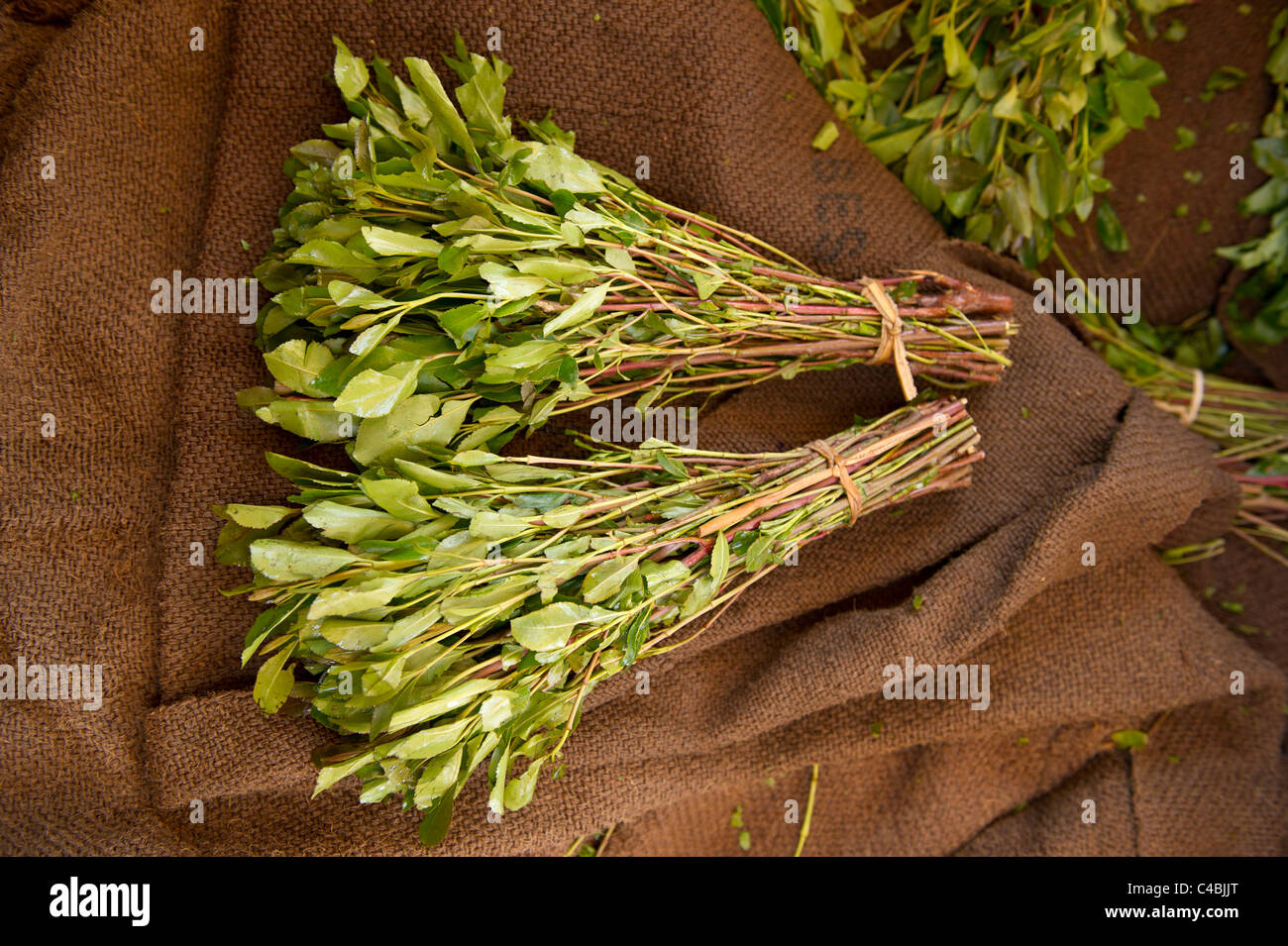 The qat hi-res stock photography and images - Alamy