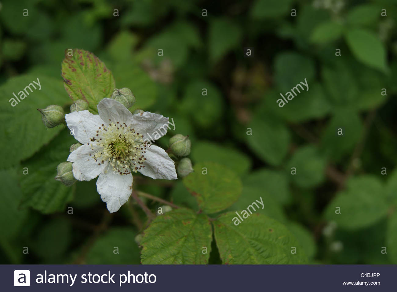 Brambles Forest Stock Photos & Brambles Forest Stock Images - Alamy