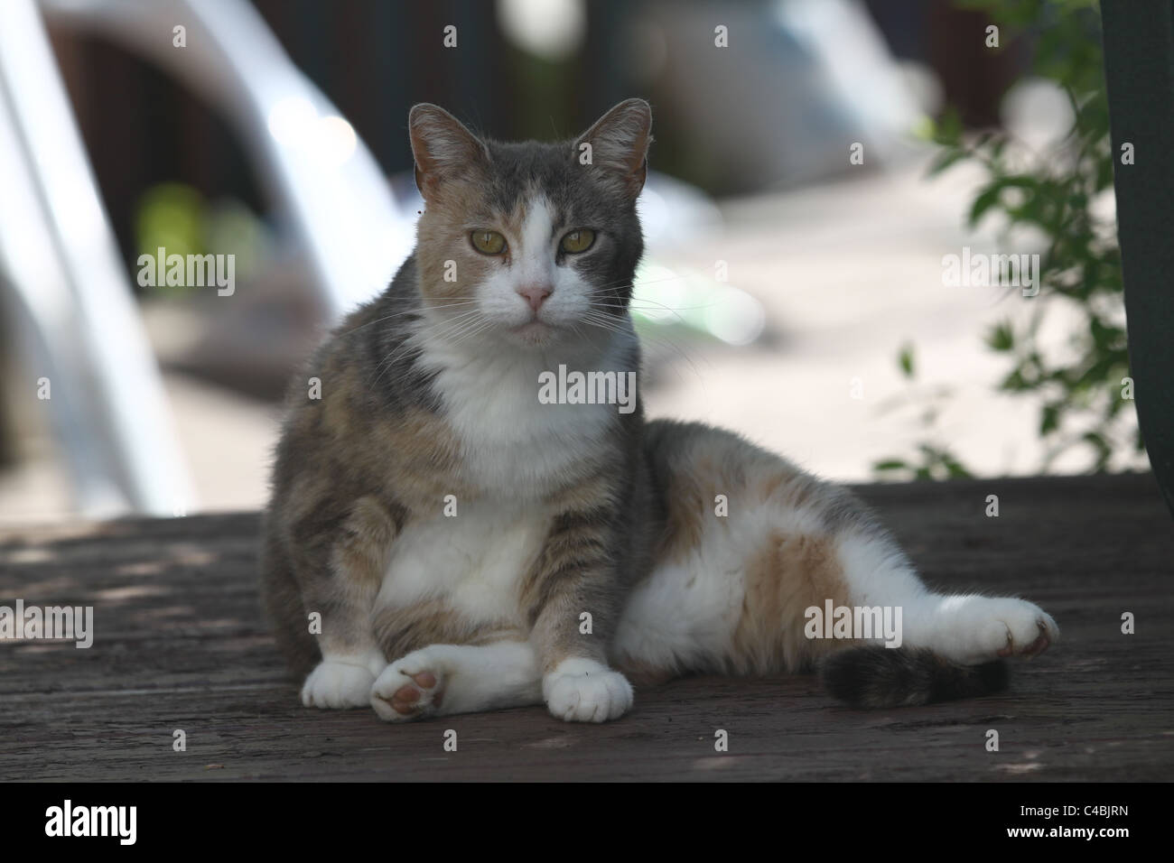 Pretty cat sitting on a table, looking at camera Stock Photo - Alamy