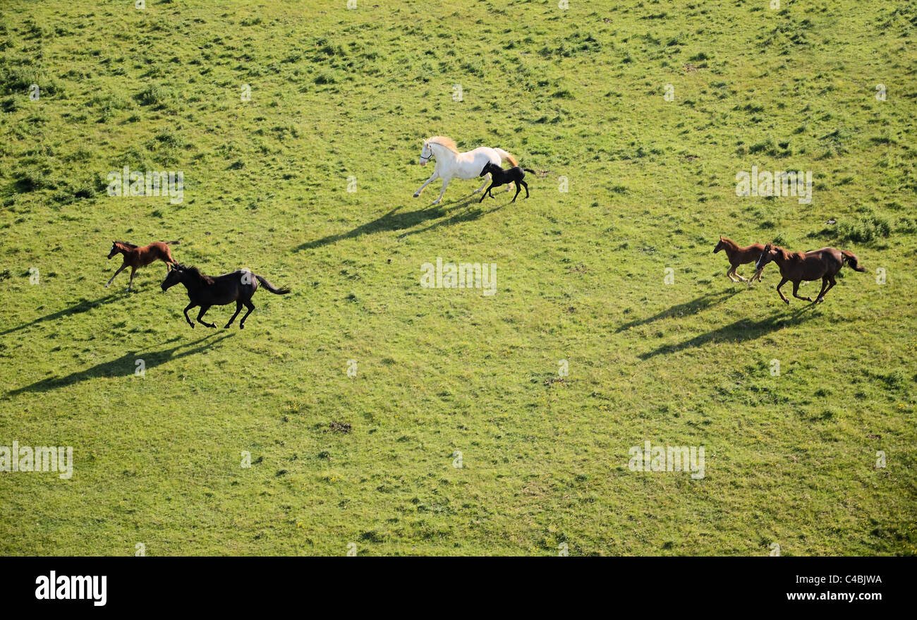 Aerial view of horses hi-res stock photography and images - Alamy