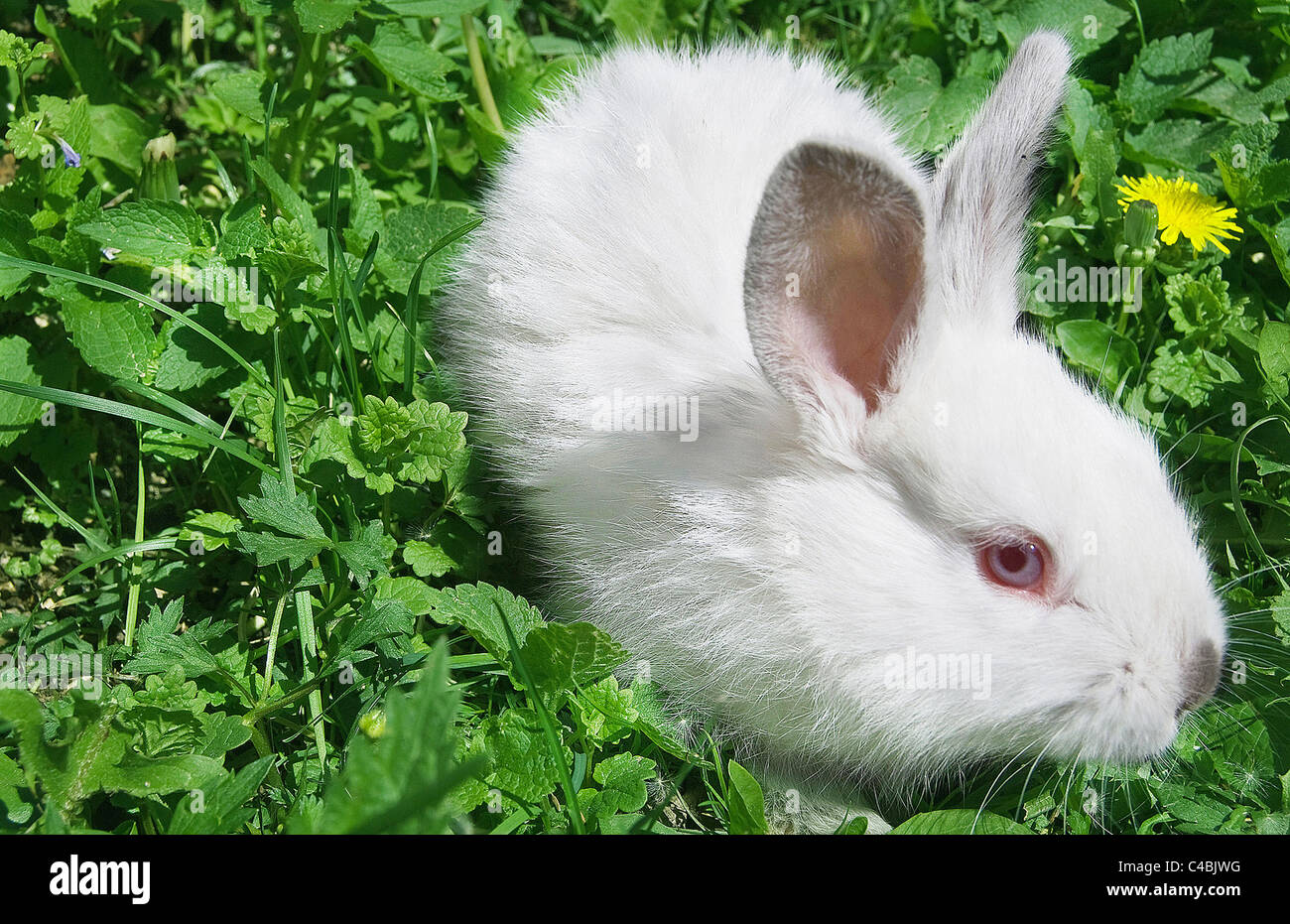 Rabbit at the edge of the forest hi-res stock photography and images ...