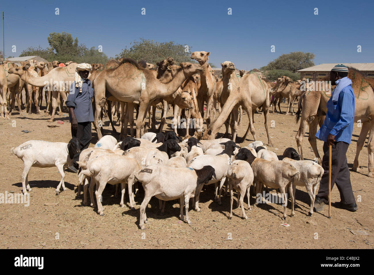 Camel and goat market, Hargeisa, Somaliland, Somalia Stock Photo - Alamy