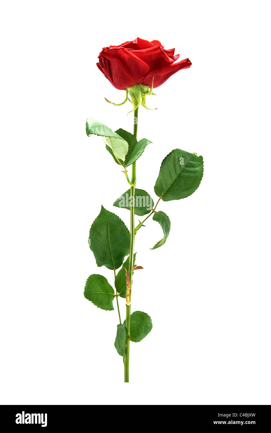 red rose is isolated on white Stock Photo - Alamy