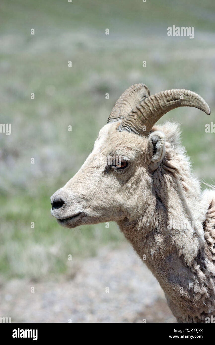 Bighorn Sheep Female Stock Photo - Alamy