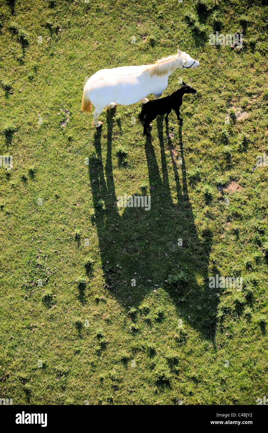 Foal black white mare hi-res stock photography and images - Alamy
