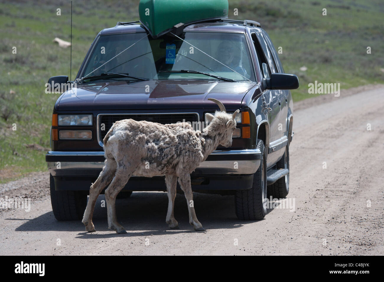 Sheep car hi-res stock photography and images - Alamy