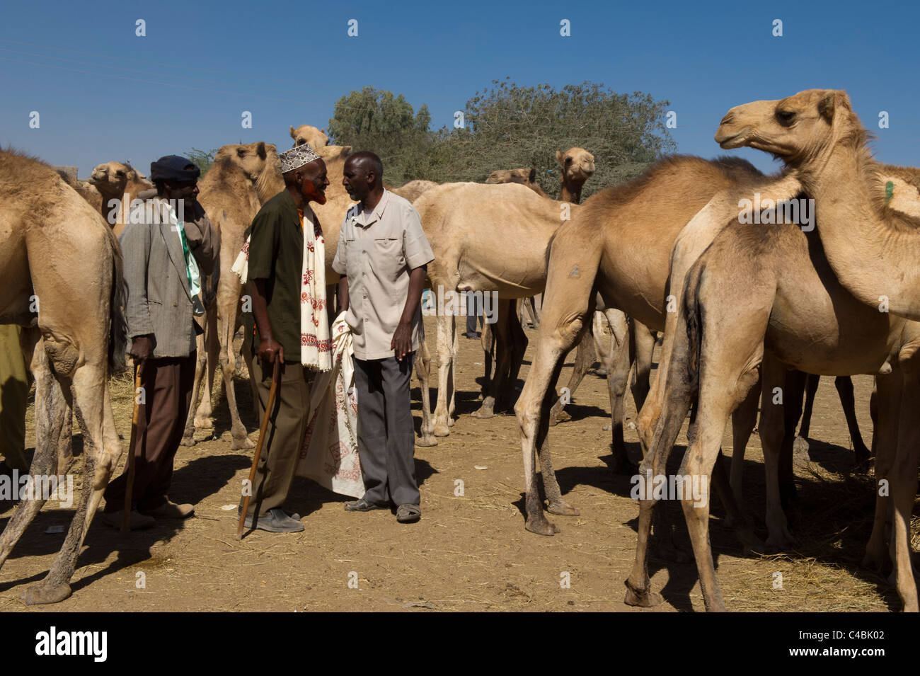 Camel and goat market, Hargeisa, Somaliland, Somalia Stock Photo - Alamy