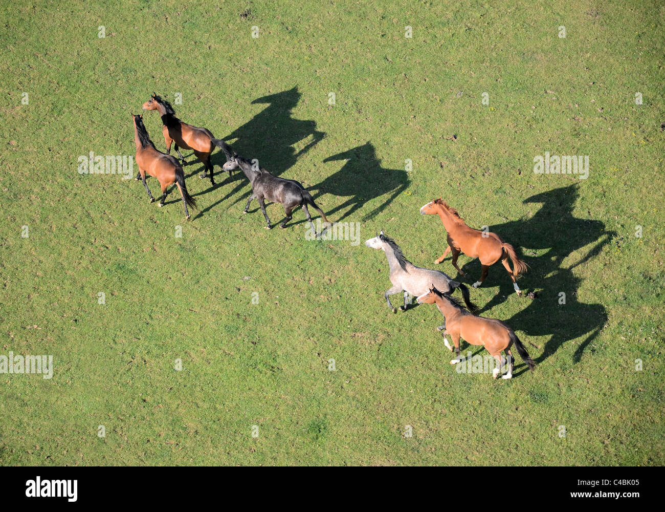 Aerial view of horses with shadows from hot air balloon Stock Photo - Alamy