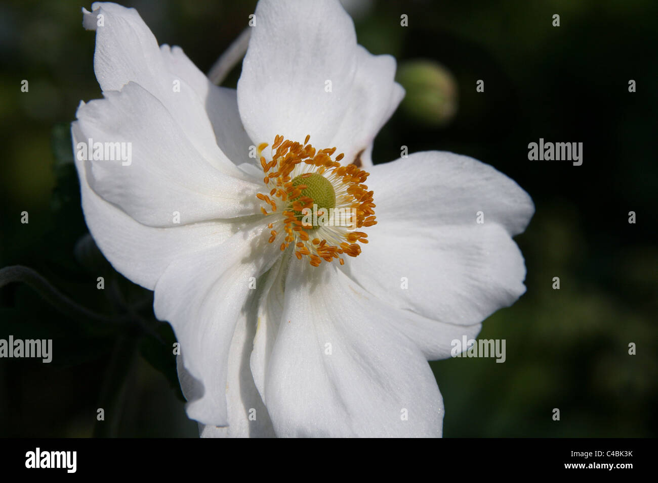 Anemone late summer border hi-res stock photography and images - Alamy