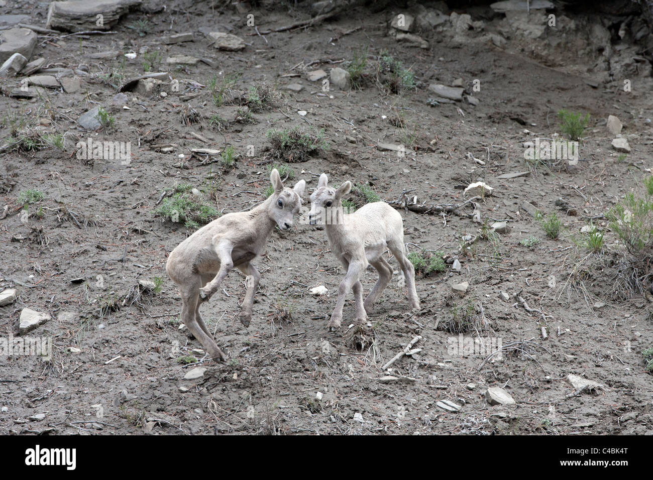 Two Bighorn Sheep Lambs Play Head Butting Stock Photo - Alamy
