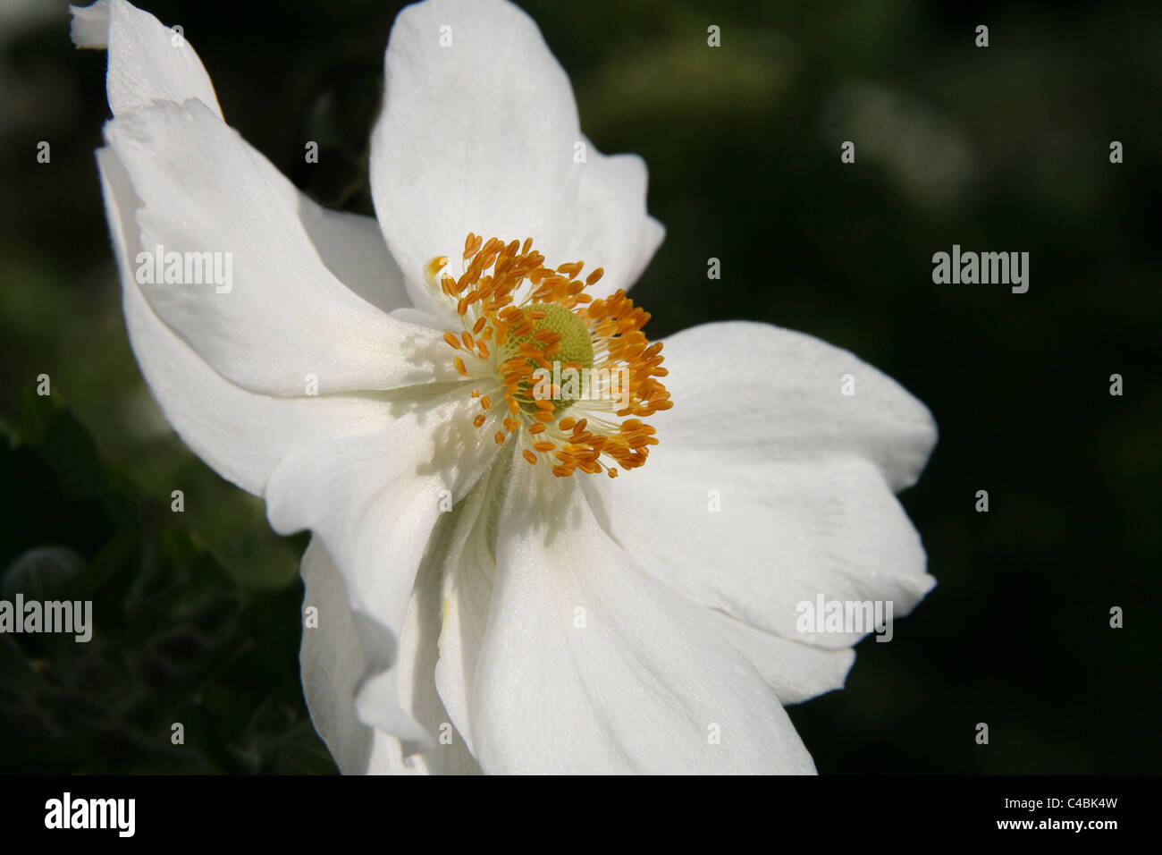 Hybrid anemone hi-res stock photography and images - Alamy