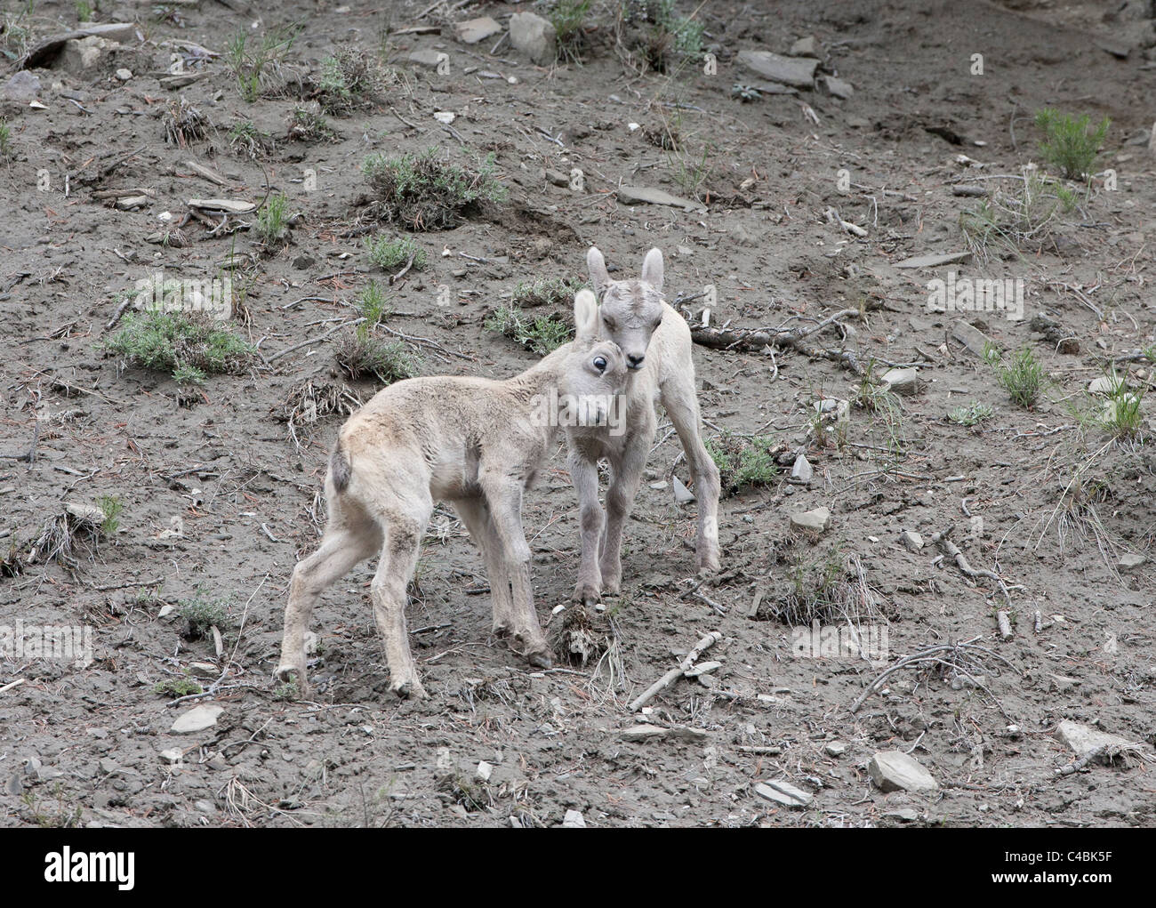 Butting head hi-res stock photography and images - Alamy