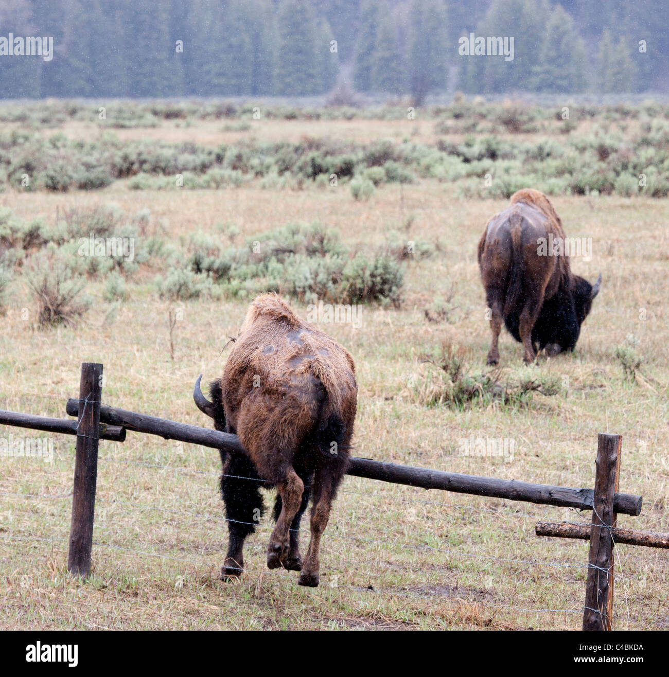 Bison Trying to Jump a Fence Stock Photo - Alamy