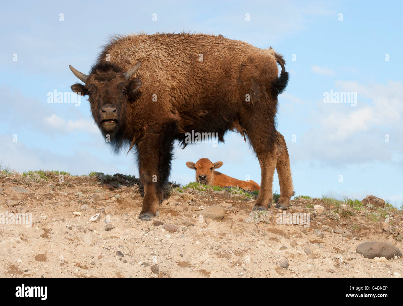 Calf Bison High Resolution Stock Photography and Images - Alamy