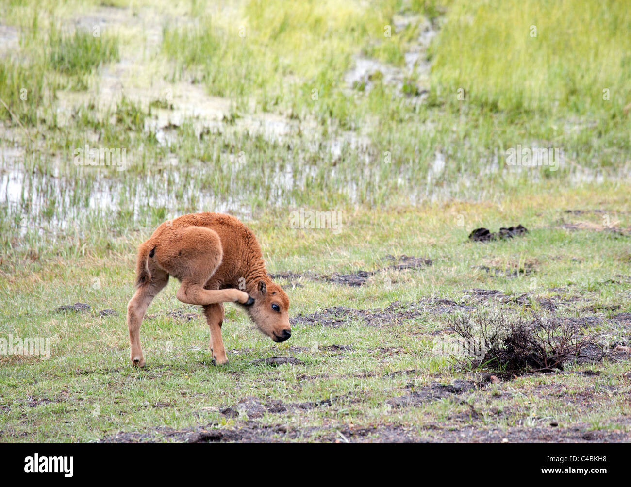 Bison Calf Scratching Stock Photo - Alamy