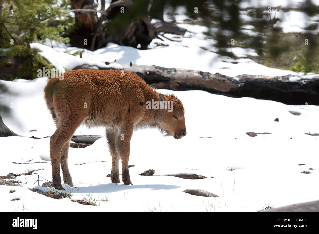 Calf in snow hi-res stock photography and images - Alamy