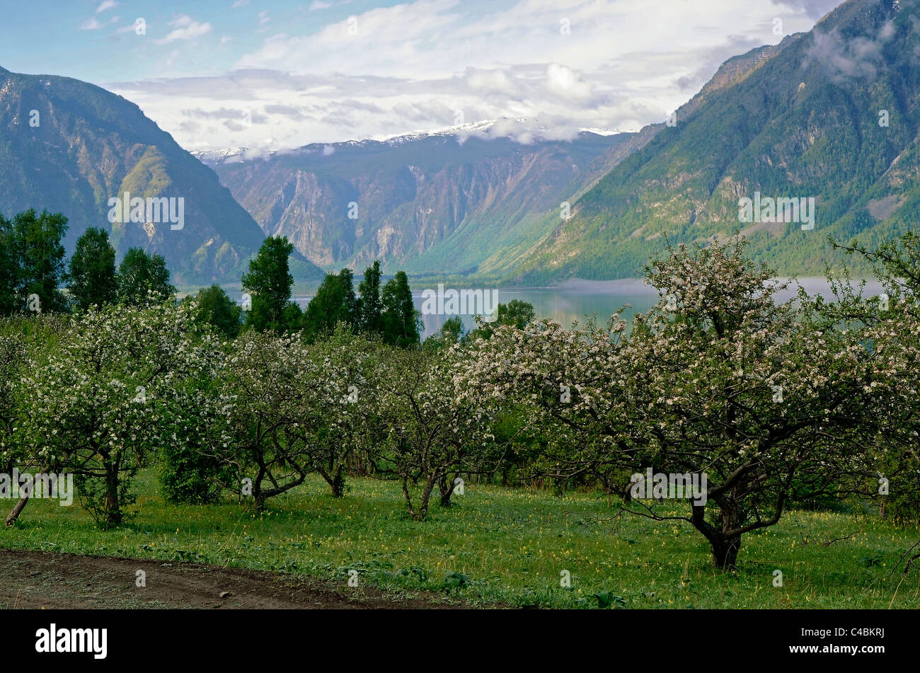 Altay state nature reserve hi-res stock photography and images - Alamy