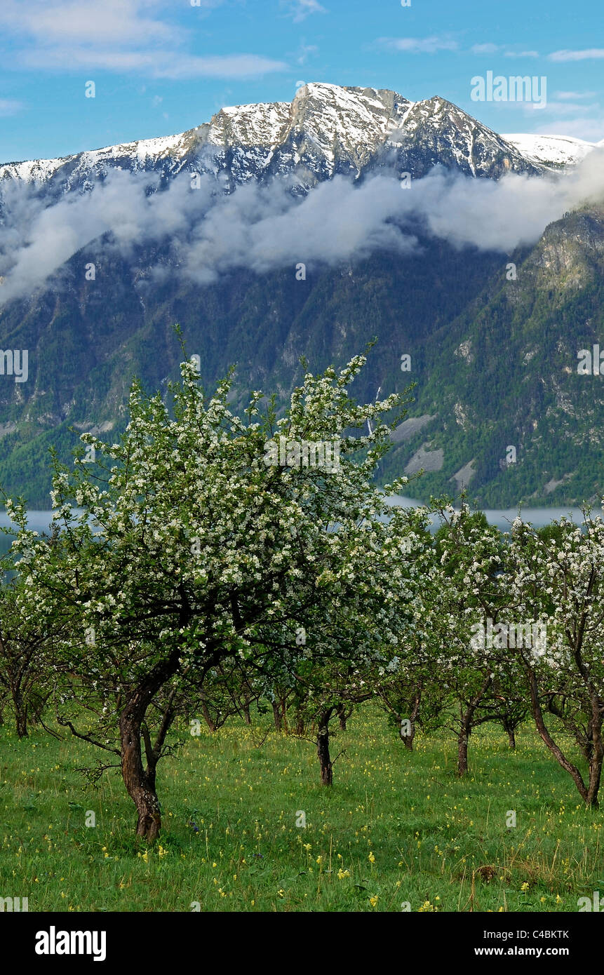 Orchard in bloom hi-res stock photography and images - Alamy