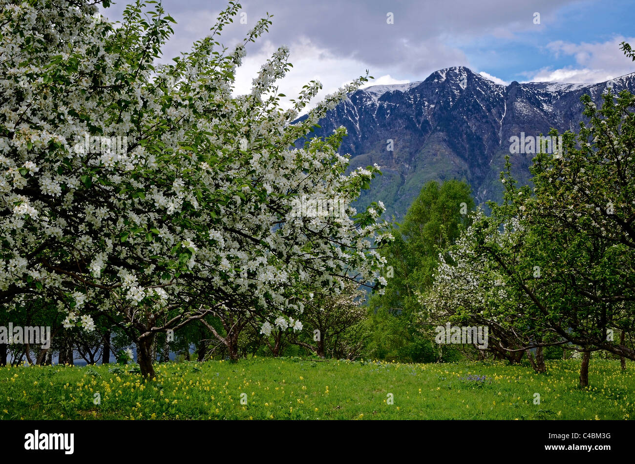 Orchard in bloom hi-res stock photography and images - Alamy