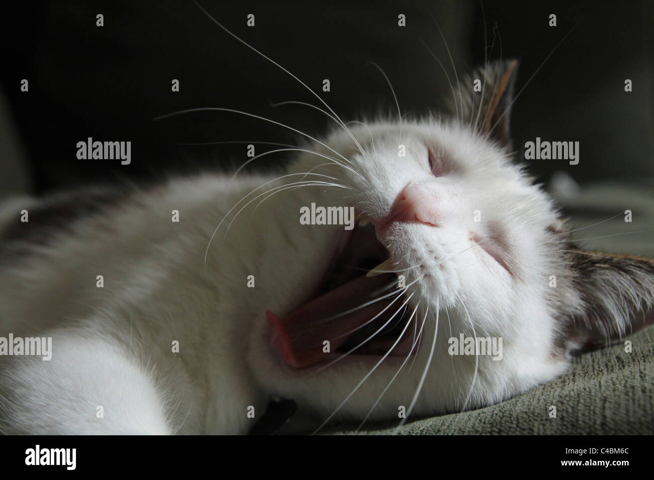 A white cat yawning Stock Photo - Alamy