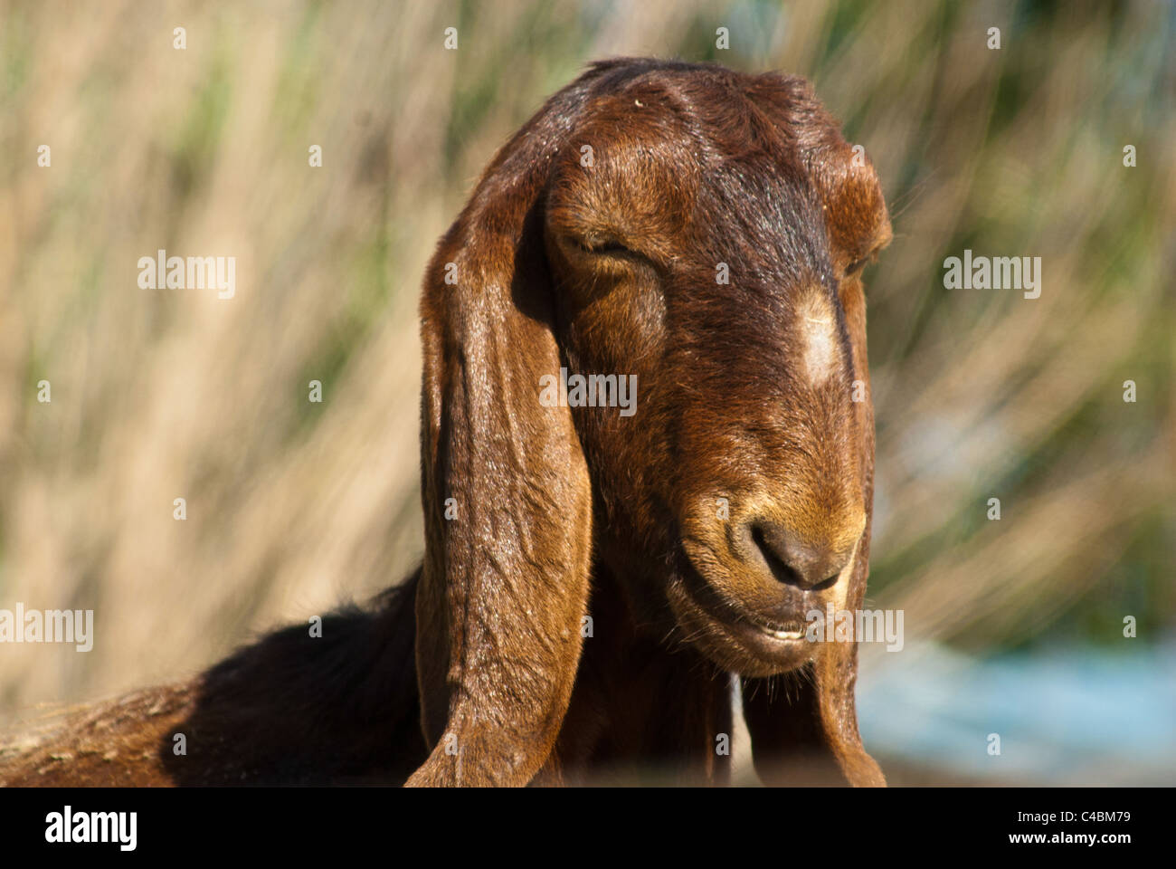 Israel goats hi-res stock photography and images - Alamy