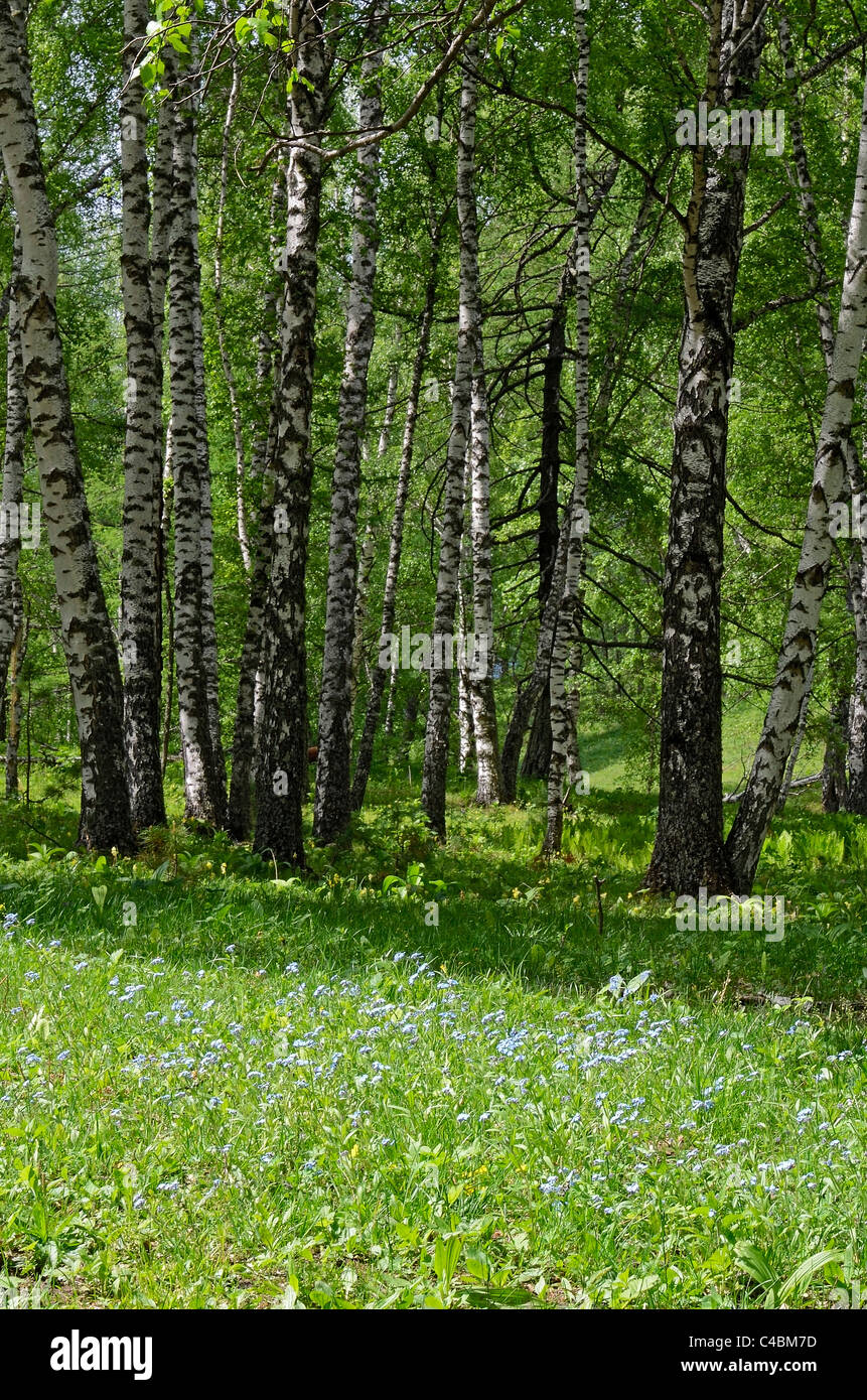 Birch trees. Altai State Nature Reserve. Russia Stock Photo - Alamy