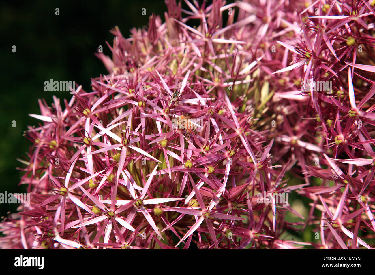 Spiky blades on flower hi-res stock photography and images - Alamy