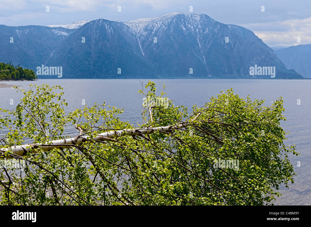 Russia siberia birch birch tree hi-res stock photography and images - Alamy
