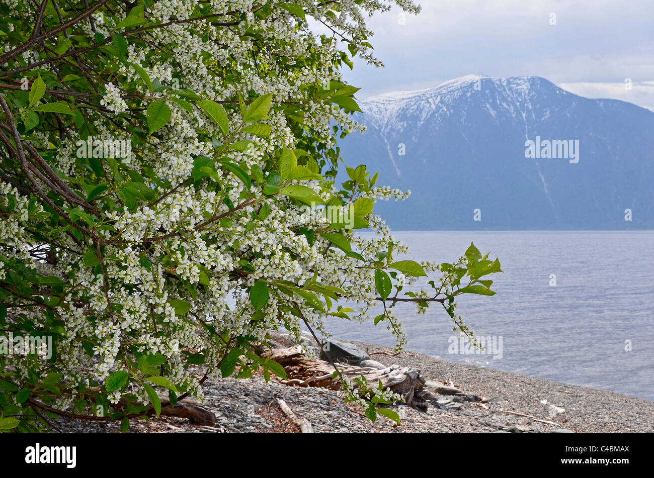 Cherry tree hill reserve hi-res stock photography and images - Alamy