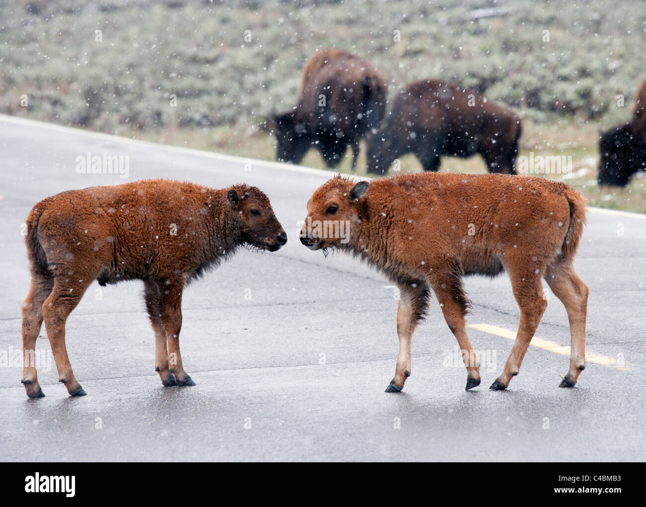 Two bison hi-res stock photography and images - Alamy
