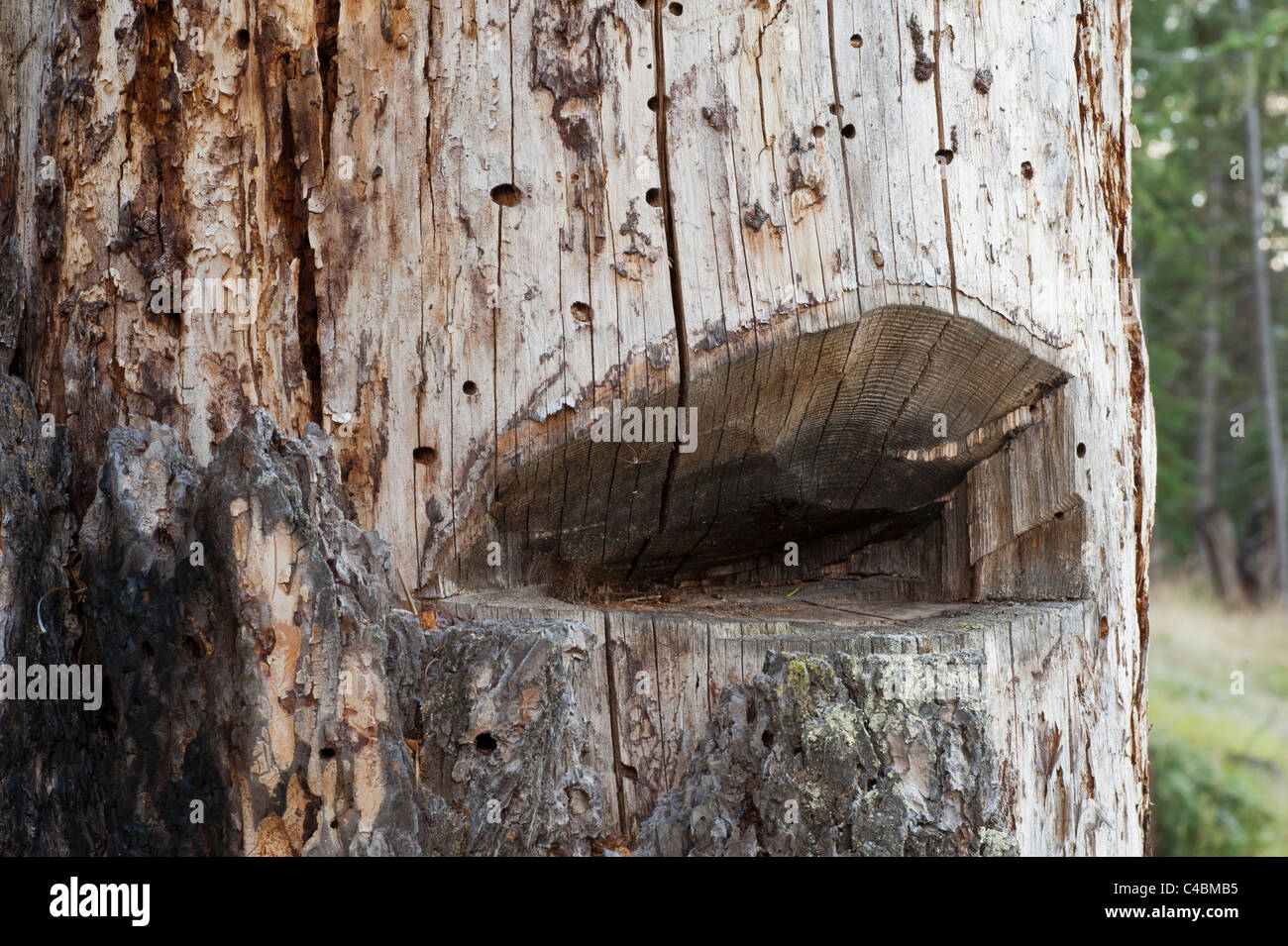 Wood plank "springboard" was inserted into the cut to serve as a ...
