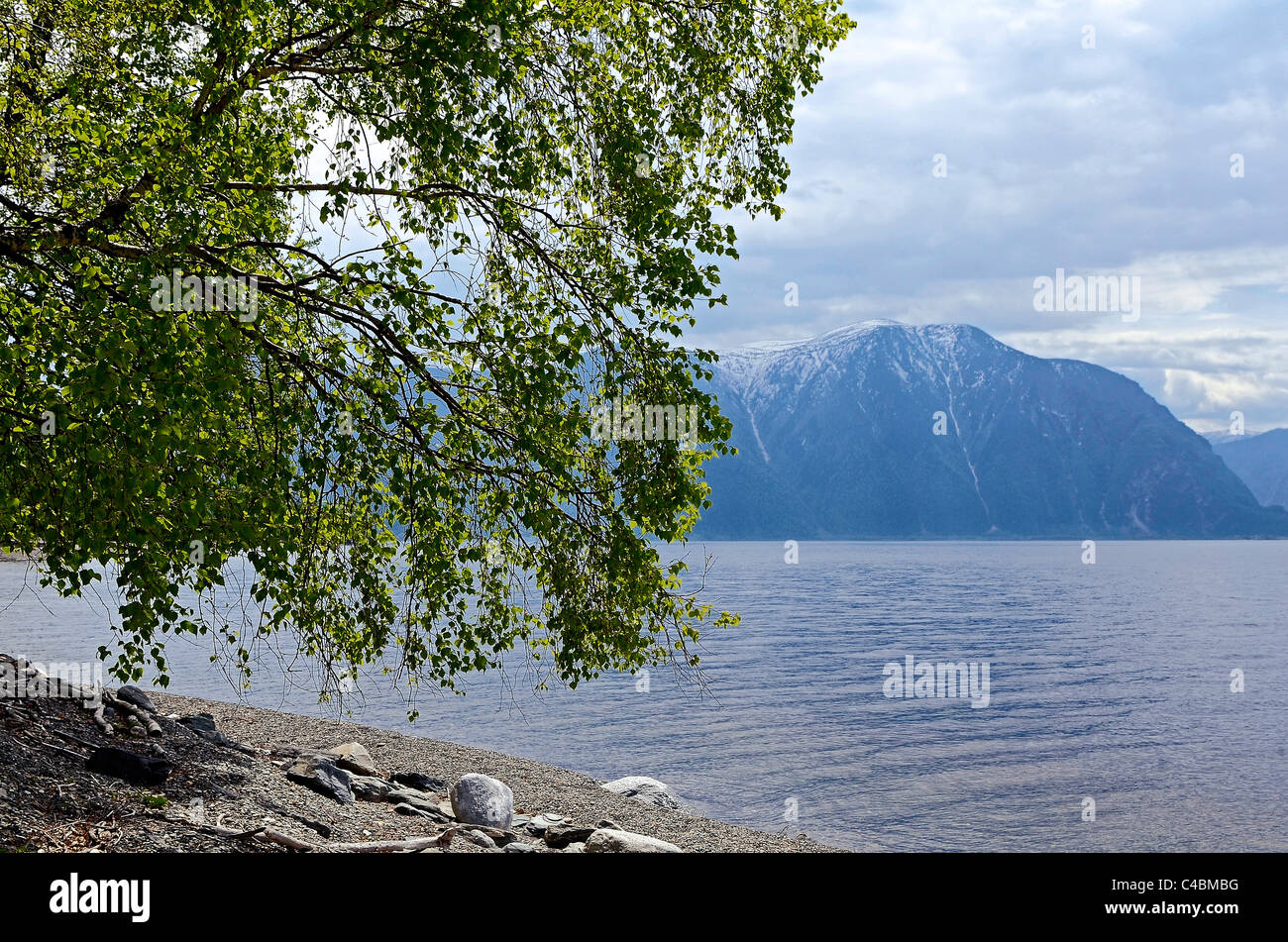 Russia siberia birch birch tree hi-res stock photography and images - Alamy