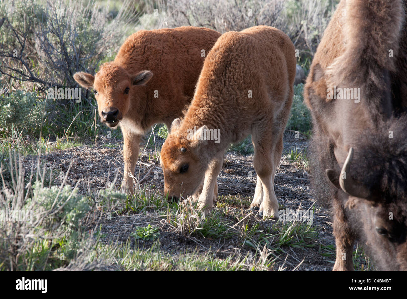 Two bison hi-res stock photography and images - Alamy