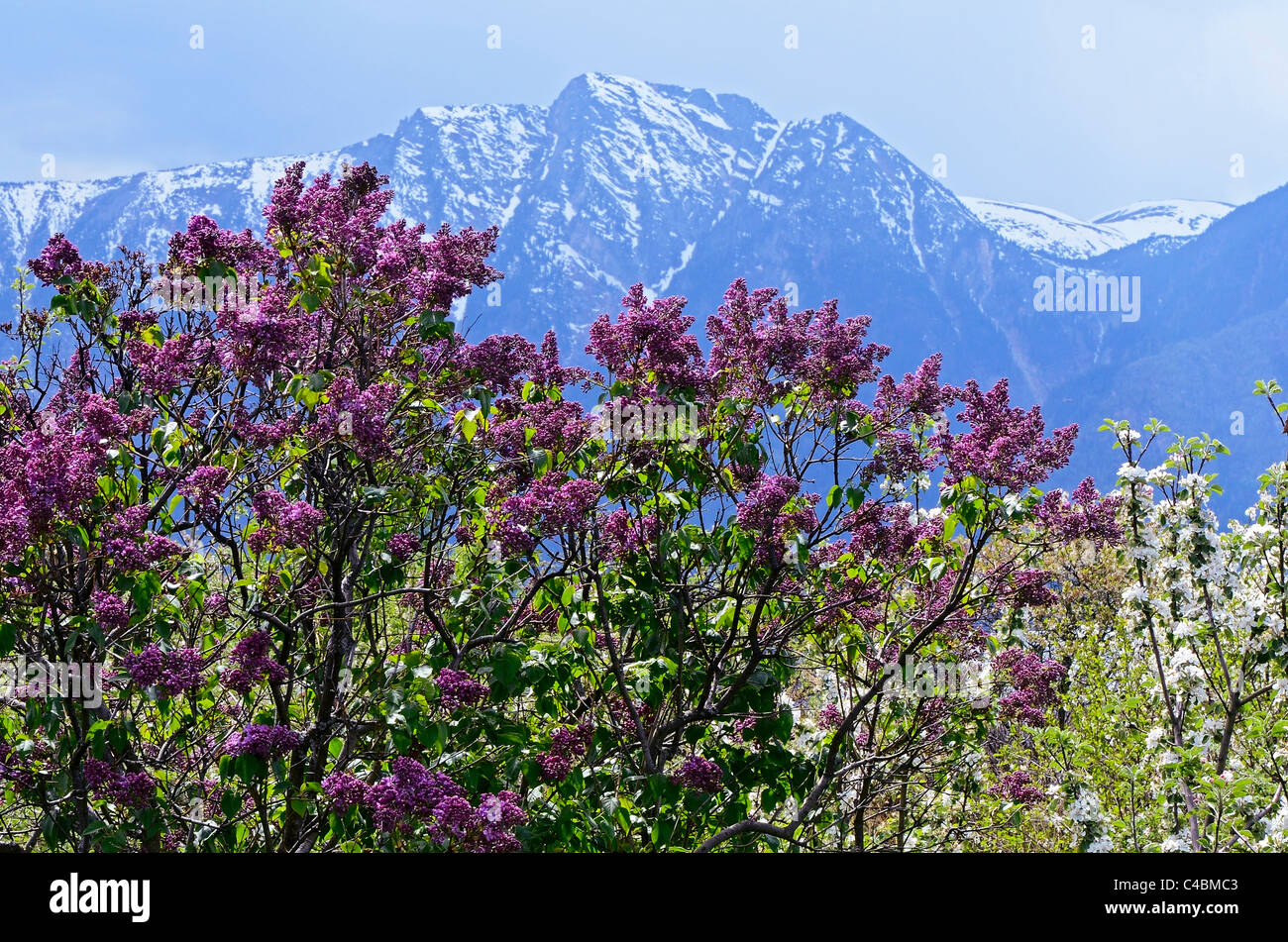 Blooming lilac bush and the Altyn Too Mountains. Altai State Nature ...