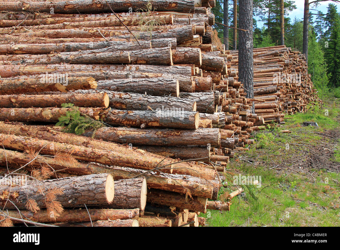 Softwood forest hi-res stock photography and images - Alamy