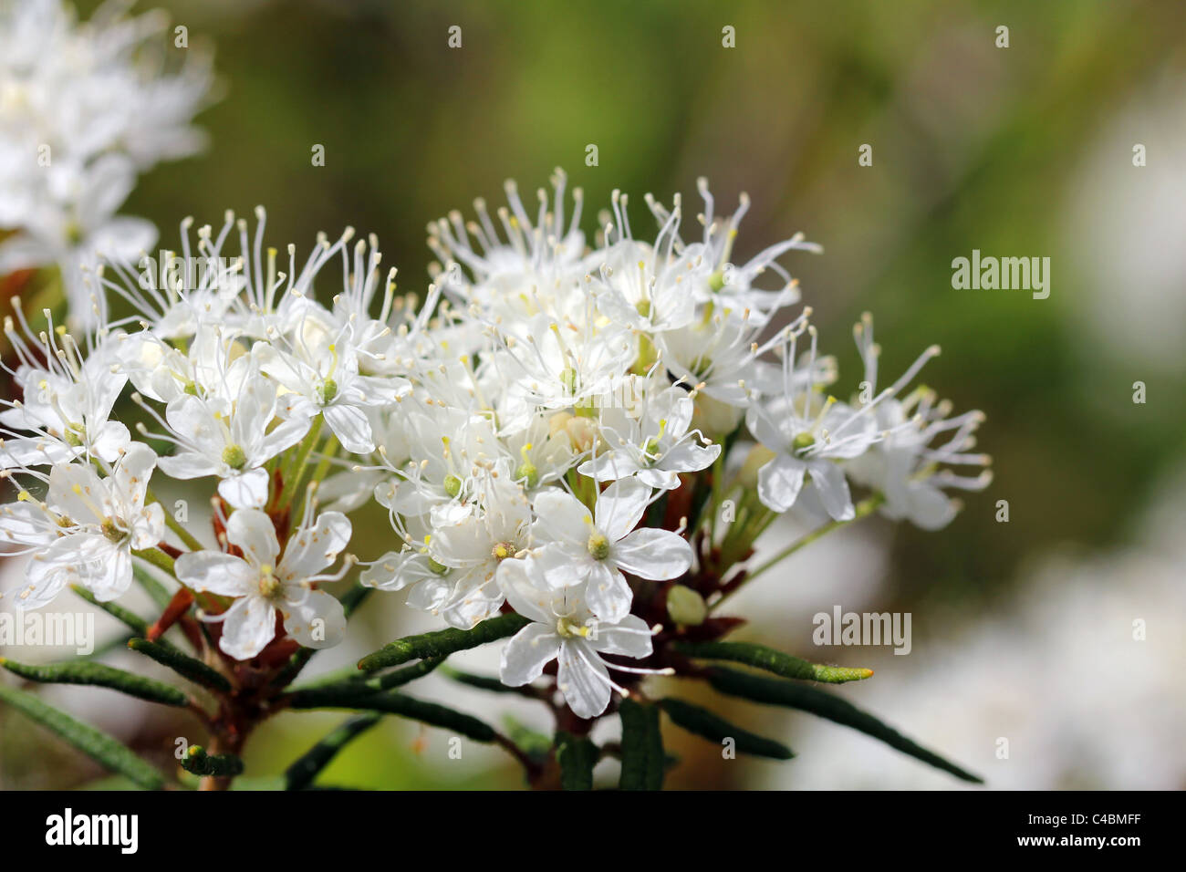 Bog labrador tea hi-res stock photography and images - Alamy