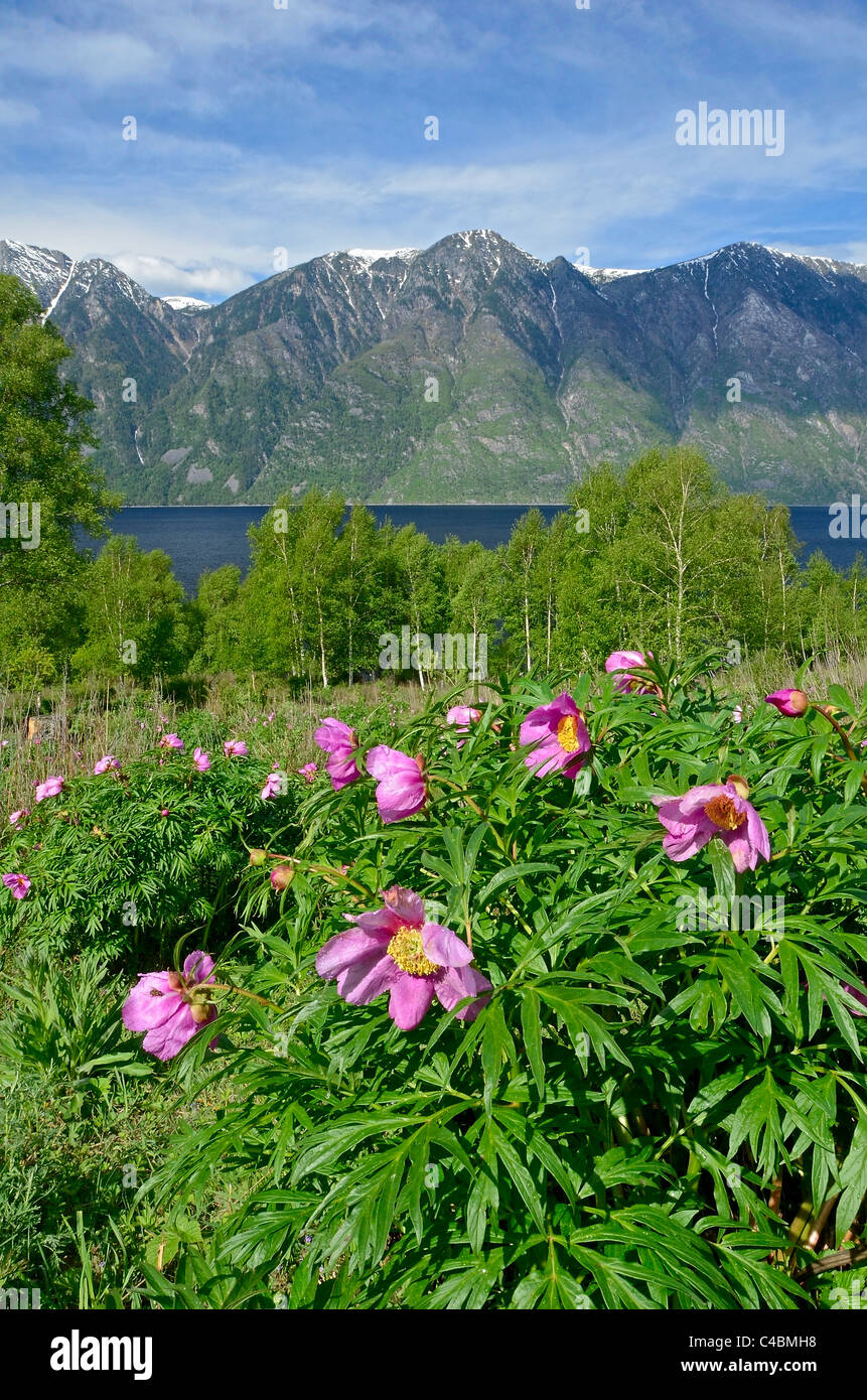 Altay state nature reserve hi-res stock photography and images - Alamy