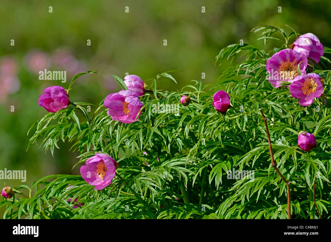 Wild peonies. Altai State Nature Reserve. Russia Stock Photo - Alamy