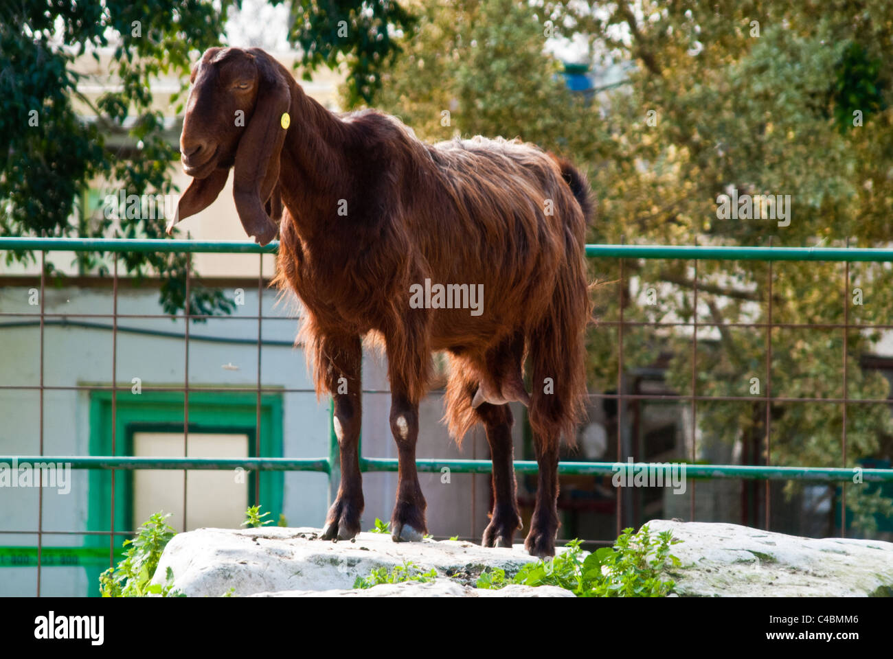 Israel goats hi-res stock photography and images - Alamy