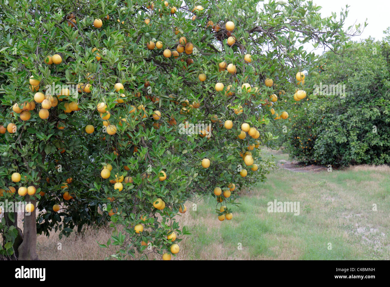 Orlando Florida,Seminole County,Oviedo,grapefruit,orange,tree trees ...