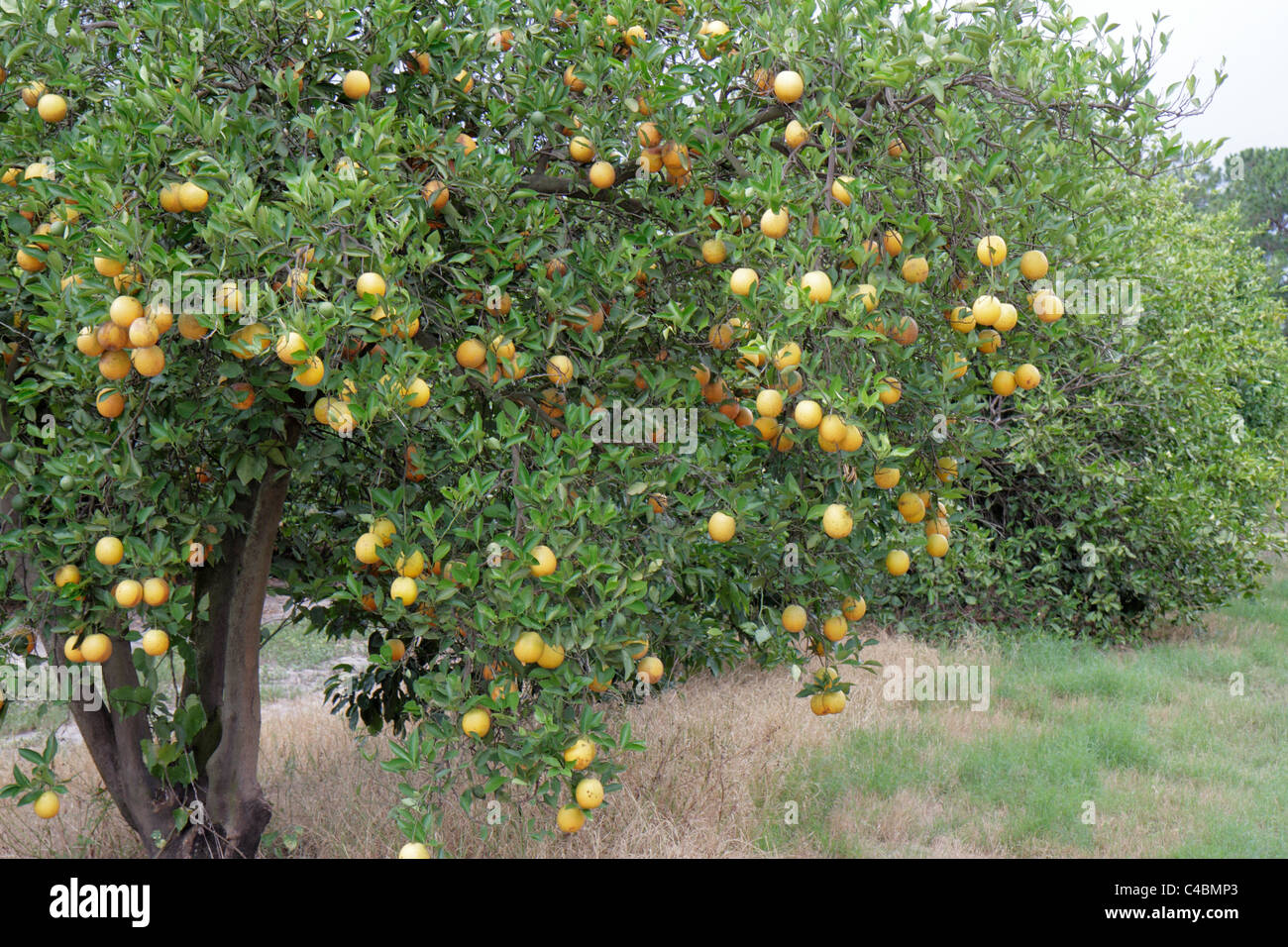 Orlando Florida,Seminole County,Oviedo,orange tree trees,ripe fruit ...