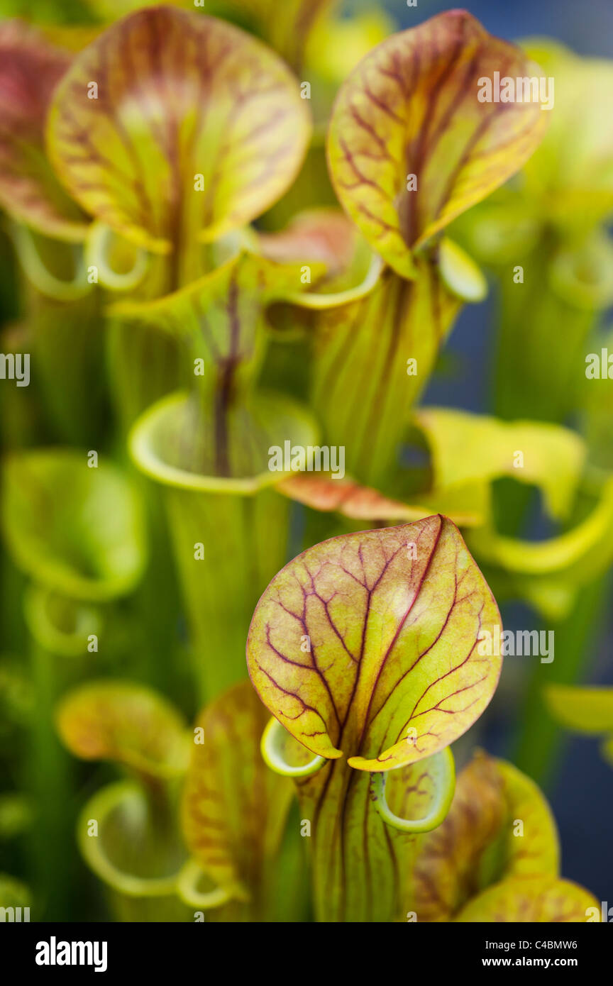 Sarracenia flava 'ornata' . Yellow pitcher plant. Carnivorous plant Stock Photo - Alamy