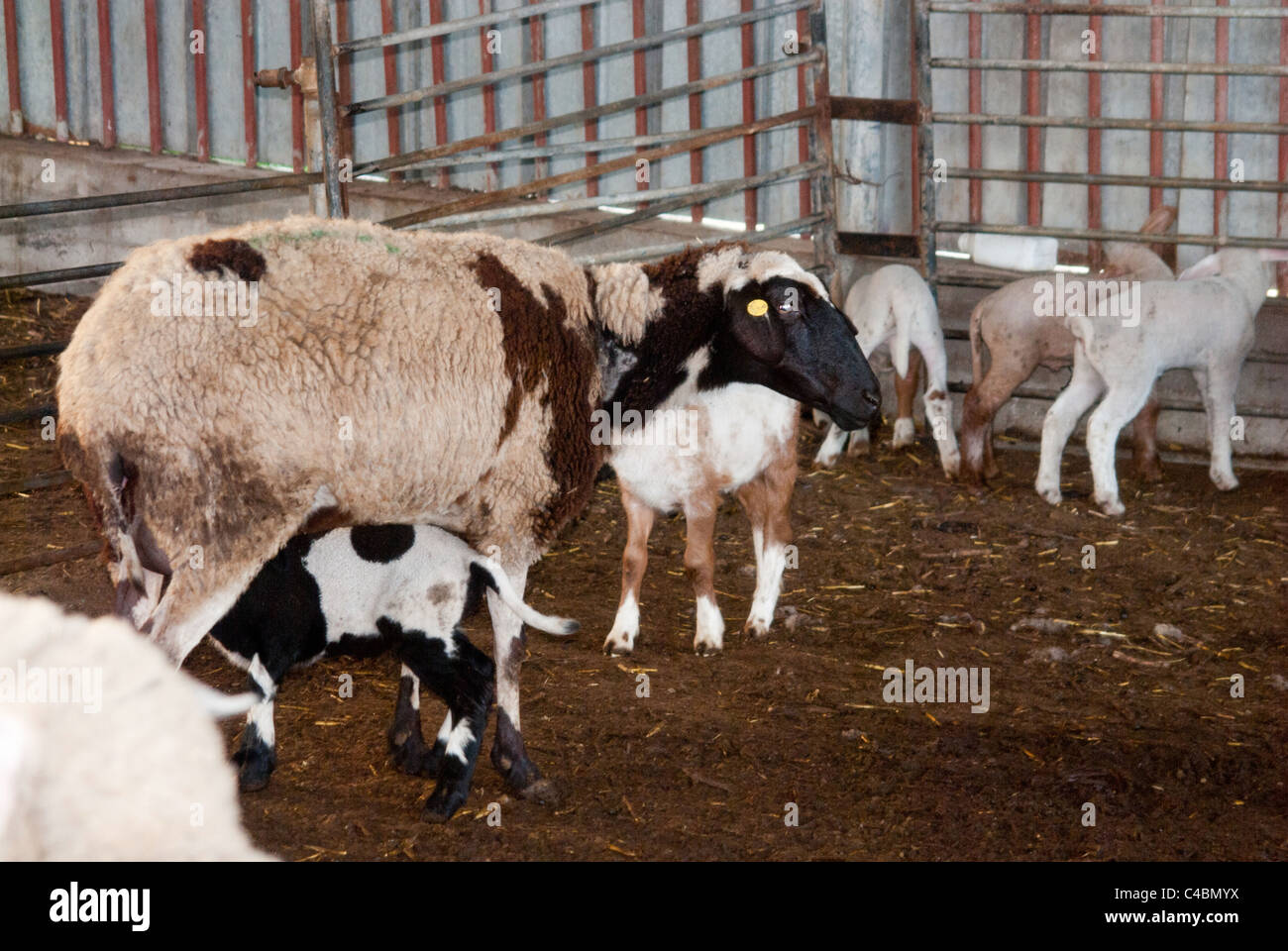 Israel goats hi-res stock photography and images - Alamy