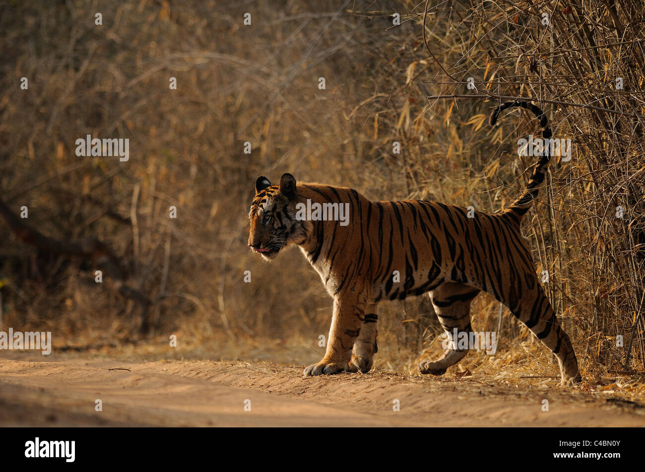 Tiger Spray Marking High Resolution Stock Photography and Images - Alamy