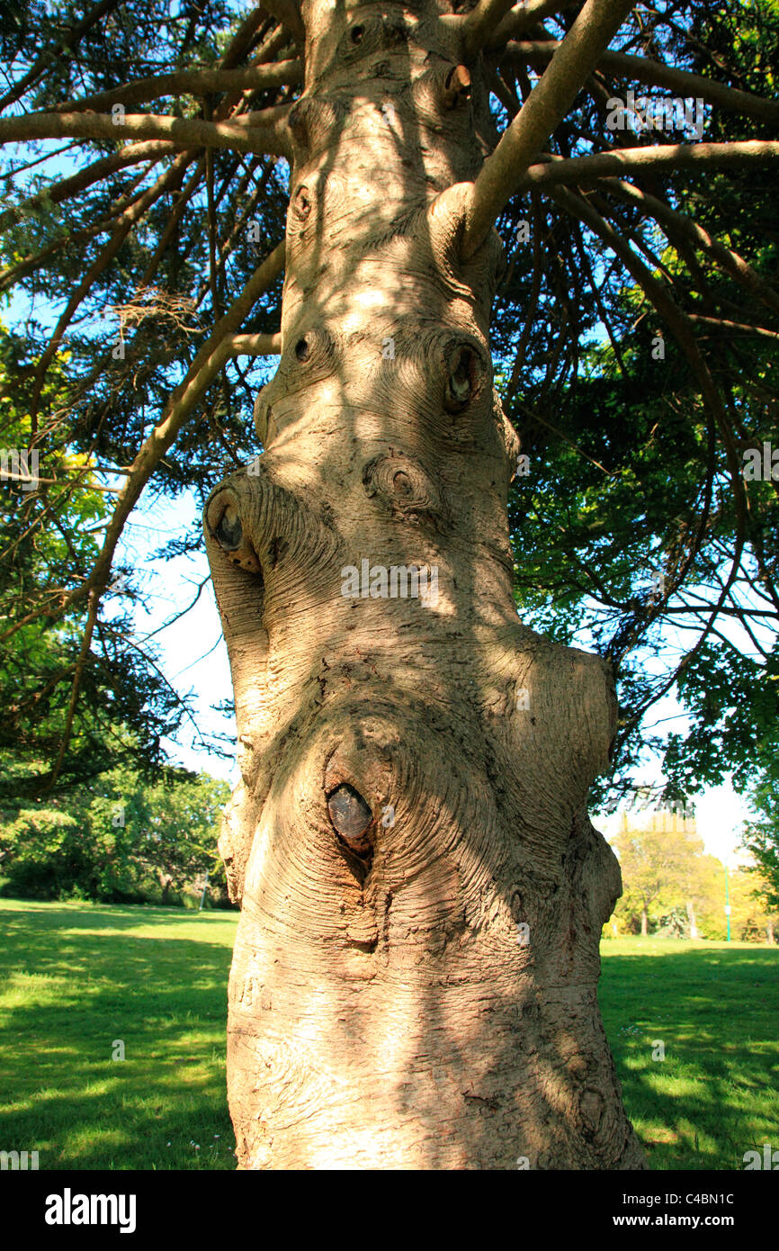 Knarly Tree High Resolution Stock Photography and Images - Alamy