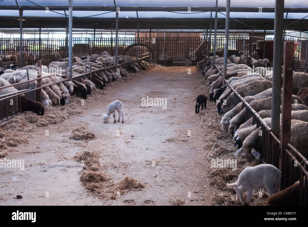 Israel goats hi-res stock photography and images - Alamy