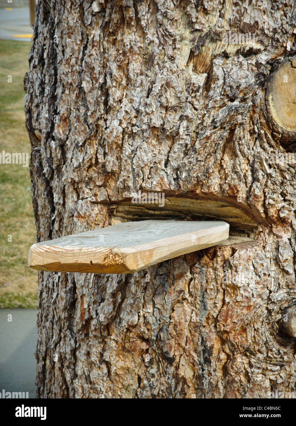 Montana logging hi-res stock photography and images - Alamy