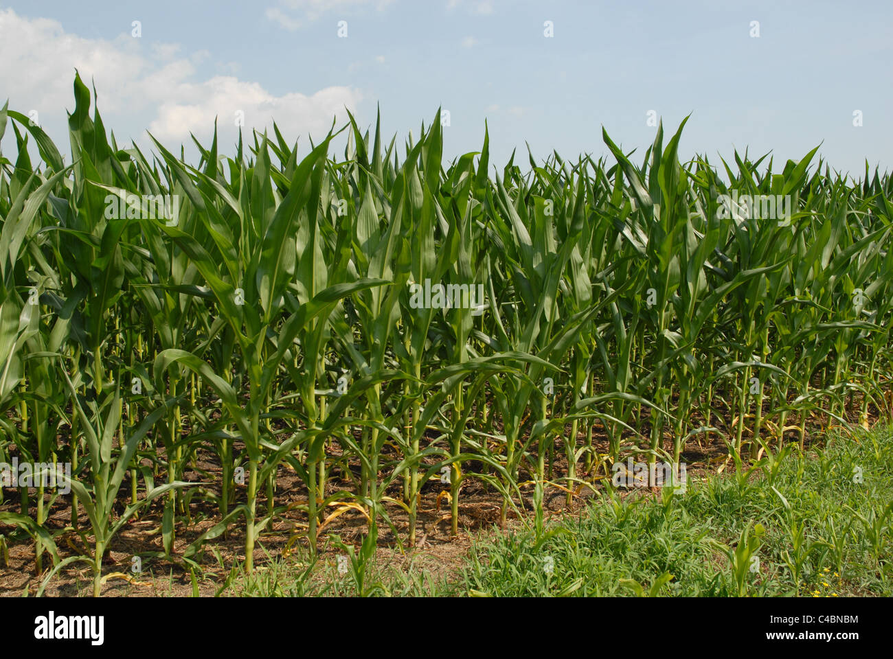 Rows of Corn on a Farm Stock Photo - Alamy