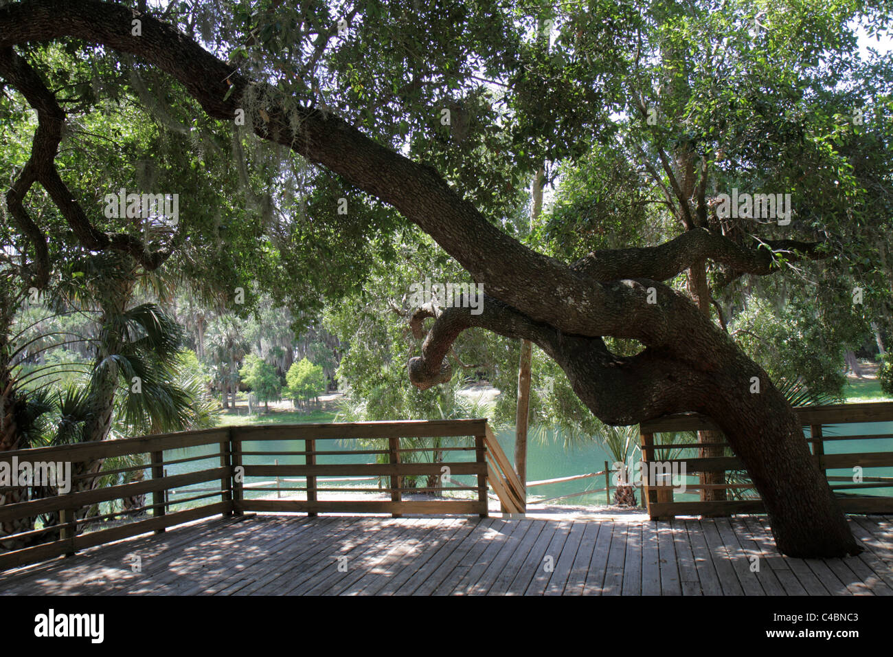 Florida Volusia County,Orange City,Blue Spring State Park,Spanish moss ...